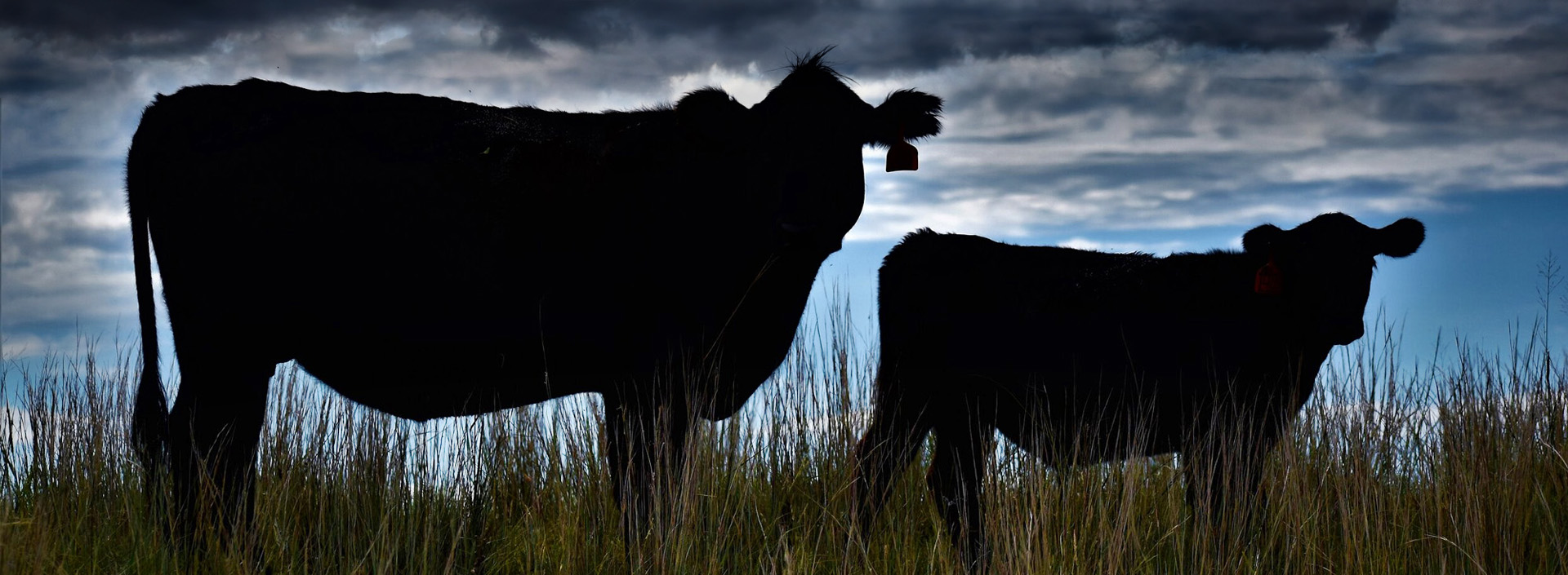 Loup River Beef • Artisan Gourmet Beef • Buy Steaks Online